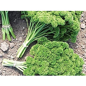 Triple Curled Parsley Seeds for Planting, 300+ Seeds Per Packet, (Isla's Garden Seeds), Non GMO & Heirloom Seeds, Botanical Name: Petroselinum crispum, Great Herb Garden Gift