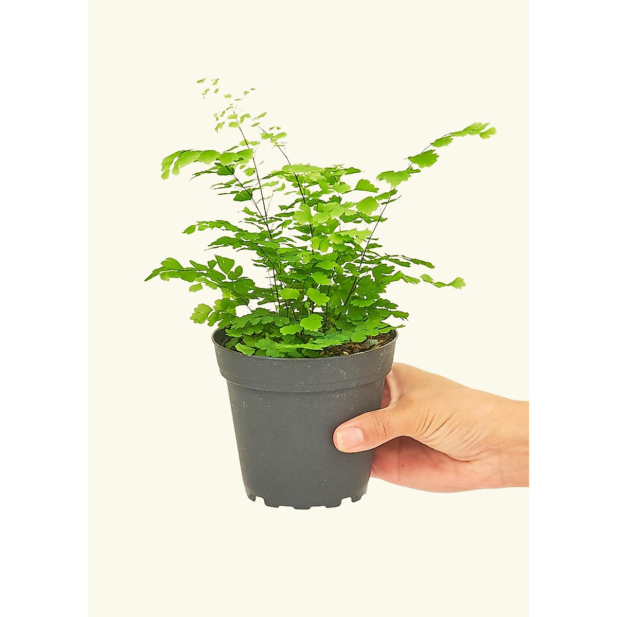 Rooted Maidenhair Fern, Adiantum aethiopicum, Live, Live Indoor, Easy to Grow, Easy to Care, Outdoor Garden and Low Maintenance Houseplant (4")
