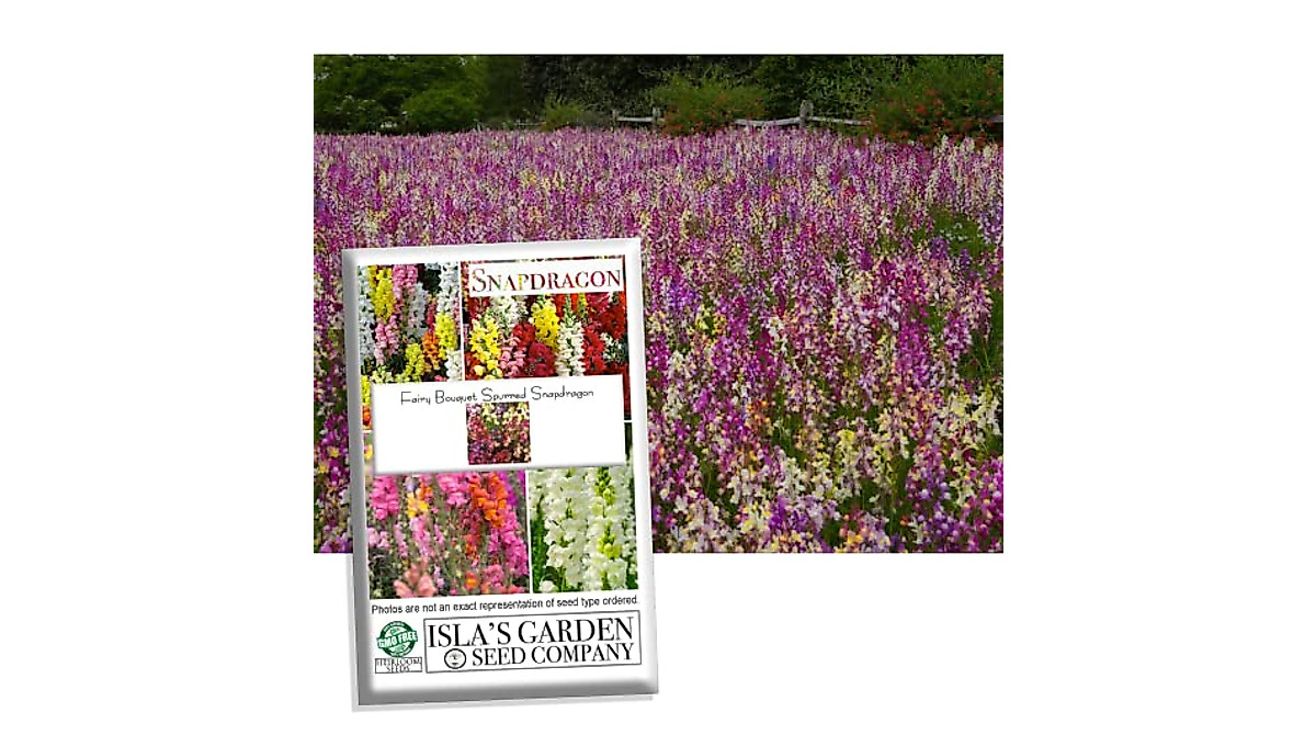Fairy Bouquet Spurred Snapdragon Seeds - Vibrant Garden Flowers