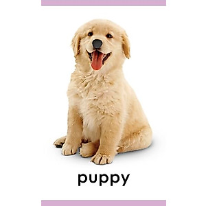 My First Touch and Feel Picture Cards: Animals (My First Board Books)