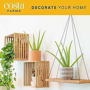 Costa Farms Aloe Vera (2 Pack), Live Succulent Plant, Easy Care Indoor Houseplant in Grower Pot, Natural Room Air Purifier in Soil, Living Room or Office Décor, New House Warming Gift, 12-Inches Tall