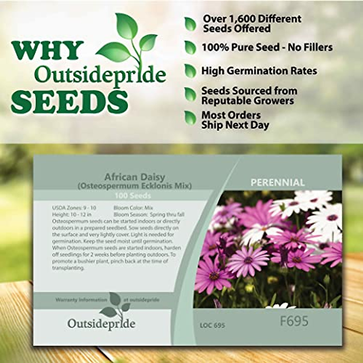 Outsidepride African Daisy Osteospermum Ecklonis Flower Seed Mix - 100 Seeds