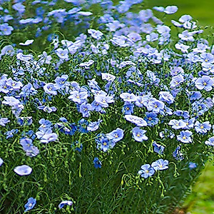 Outsidepride Perennial Linum Perenne Blue Flax Wild Flowers - 5000 Seeds