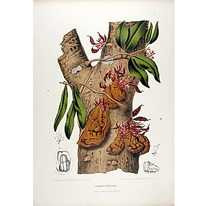 Cynometra Cauliflora [Nam Nam]