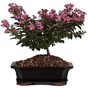 Crape Myrtle Bonsai Tree Seeds - 20 Seeds - Exotic Bark and Flowering Bonsai Tree Seeds