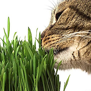 Handy Pantry Organic Cat Grass Kit - Includes 3 Trays, Soil Pucks, and 3 Packs Non GMO Wheatgrass Seed - A Healthy Treat For Cats, Dogs, Rabbits, More