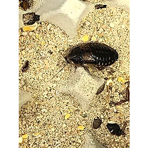 Josh's Frogs Roach Rations Premium Roach Food (24 oz)