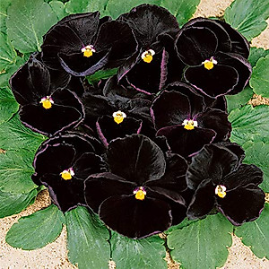 Outsidepride Black Pansy Indoor House Plant Or Outdoor Garden Flower for Beds, Borders Pots, & Containers - 1000 Seeds