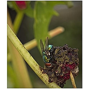 Digital Macro +10 Achromatic Close-Up Screw Mount Lens (39mm)