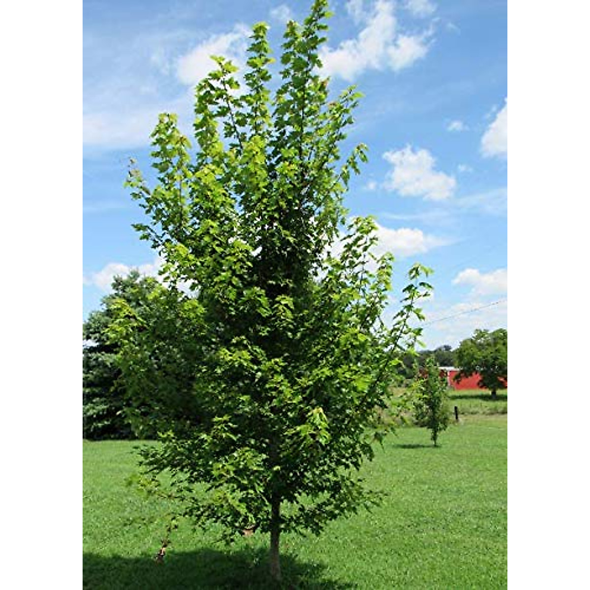 Pixies Gardens (3 Gallon) Silver Maple Tree- Beautiful Tall Fast-Growing Native Tree of Eastern North America; Gorgeous Fall Color