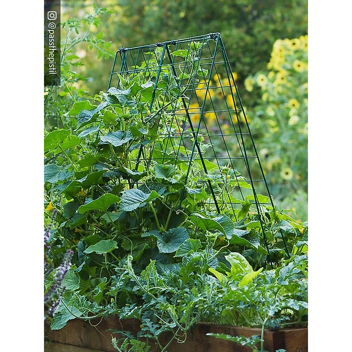 Gardener' s Supply Company Deluxe Cucumber Trellis | Outdoor A-Frame Trellis Plant Support for Vining Vegetables with 4" Grids for Easy Harvesting | 32" W x 46" H - Green
