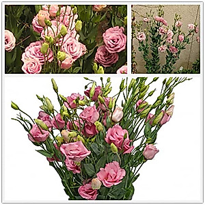 seedcaps Lisianthus Seeds for Planting - 100 Pcs Rare Pink Perennial Flower Seeds for Planting in Pots Home Garden