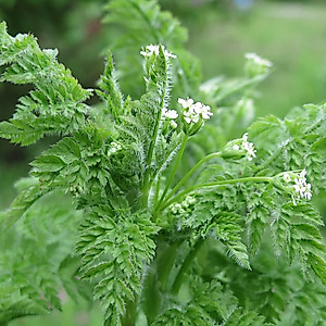 Anthriscus Cerefolium Seeds French Parsley, Chervil Annual Fragrant Attracts Bees & Butterflies Edible Cooking Beds Borders Containers Outdoor 800Pcs Herb Seeds by YEGAOL Garden