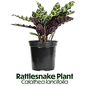 Calathea Plant Live Prayer Plant Live Indoor Plant, Calathea Live Plant Live House Plant Live Plants Indoor, Live Indoor Plants Live Houseplants Live Prayer Plants Live House Plants by Plants for Pets