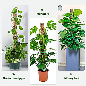 Gardzizy Plastic Moss Pole 6 Pcs 24 Inch Moss Poles for Plants Monstera Climbing Plants, Plant Support for Indoor Plants Work with Sphagnum Moss (6 Pack)