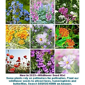 Special! Pole Bean Seeds for Planting Vegetables and Fruits-Chinese Green Bean Seeds 扁豆芸豆.French/Romano Pole Beans.Non GMO Garden Seeds for Home Vegetable Garden-30ct Helda Bean,15g