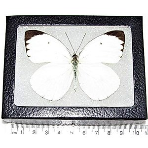BicBugs Ascia buniae White Black Butterfly Peru Framed Real