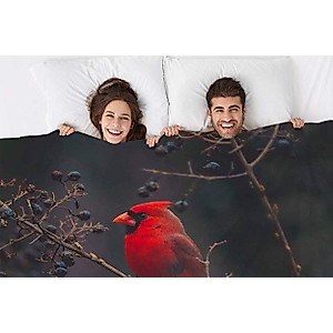 Mugod Red Bird Throw Blanket Northern Cardinal Bird on The Tree Branch Decorative Soft Warm Cozy Flannel Plush Throws Blankets for Baby Toddler Dog Cat 30 X 40 Inch