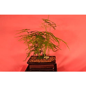 Indoor Bonsai, Asparagus Fern, 6 Years Old, Berries