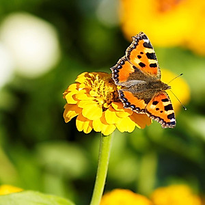 Eden Brothers Zinnia Seeds - Lilliput Yellow, Non-GMO Seeds for Planting, Packet | Low-Maintenance Flower Seeds, Plant During Spring, Zones 3, 4, 5, 6, 7, 8, 9, 10