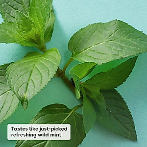 eos 100% Natural & Organic Lip Balm- Sweet Mint, Dermatologist Recommended, All-Day Moisture Lip Care, 0.39 oz, Stick & Sphere