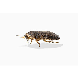 Live Dubia Roaches - 200 Medium Sized (3/8" to 3/4") Dubia Cockroaches - Living Pet Food for Reptiles, Amphibians, Rodents, Birds, Bearded Dragons, Leopard Geckos, Frogs, Tarantulas, Chameleons