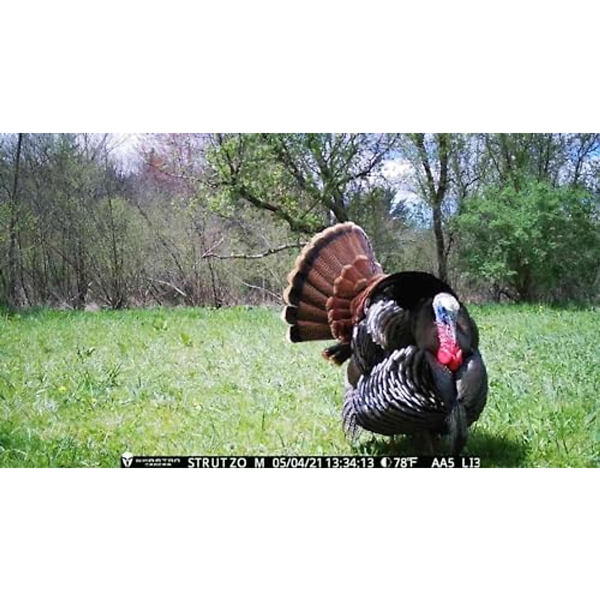 Spartan GoLive 4G LTE Trail Cameras,Live-Streaming, Anti-Theft GPS, On-Demand Image&Video Capture,Real-time Updates,Built-in Lithium Battery,Blackout with 32GB SD Cards - 2 PK (Verizon)