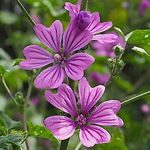 Outsidepride Malva Sylvestris French Hollyhock Zebrina Plant Garden Flower Seed - 500 Seeds
