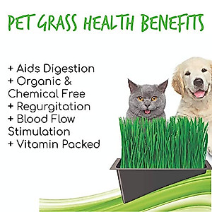 Organic Cat Grass Seed Blend for Planting - 12 oz. Handy Pantry Brand - A Healthy Mix of Organic Wheatgrass Seeds, Barley, Oats, and Rye Seeds - Non-GMO Wheatgrass Seeds for Pets