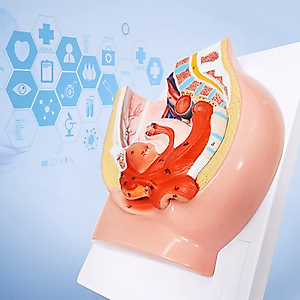 Merinden Female Pelvis Reproductive Anatomy Model, Life Size Pelvis Model on Baseboard, 2-Parts Pelvis Organ Model with Muscular, Urinary, Reproductive System, Includes Detailed Product Manual