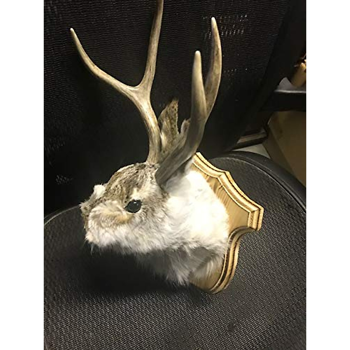 Jackalope Shoulder Head Mount Taxidermy Mounted 4 Point Antlers Professionally Done (Bailey)