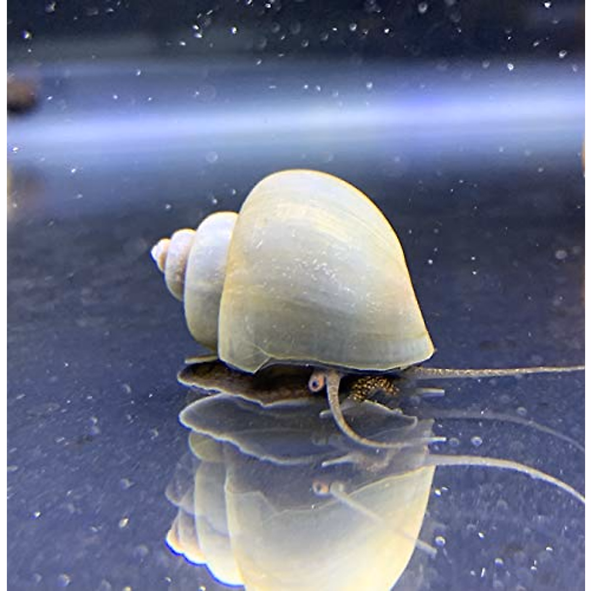 Shore Aquatic LLC Mystery Snail Blue 3PK (Pomacea Bridgesii) Mix Colored Pack with Java Moss - Live Freshwater Snails Insulated Priority Mail