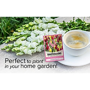 Snapdragon Seeds for Planting (Maximum Mix Snap Dragon) Annual Flower Heirloom, Non-GMO Variety- 400mg Seeds Great for Summer Seeds for Gardening Flowers Gardens by Gardeners Basics