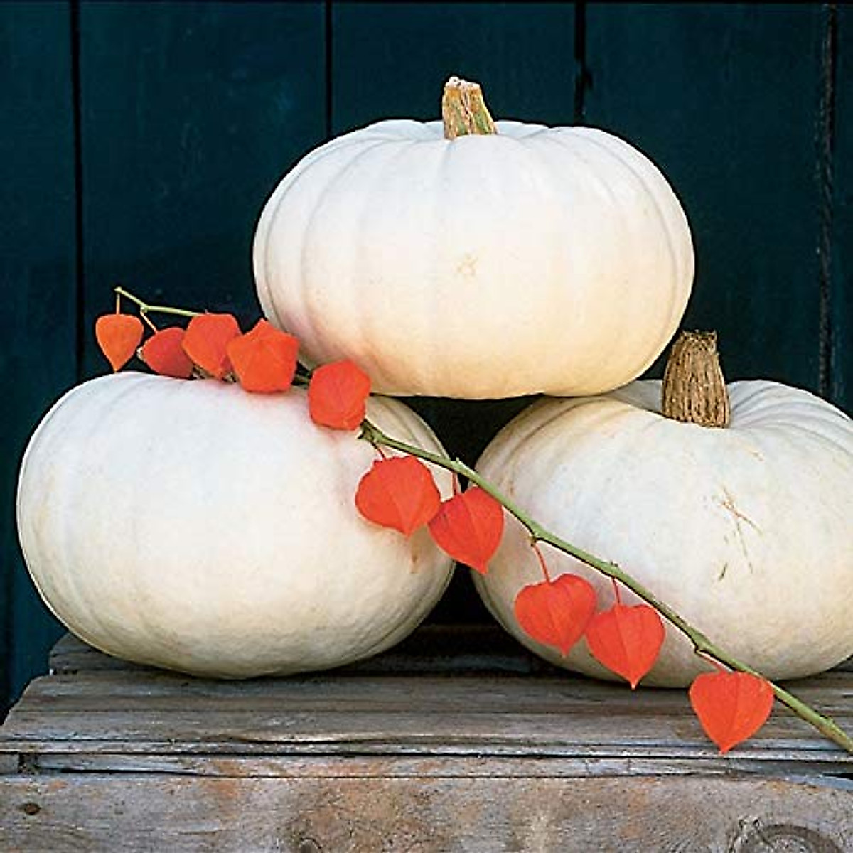 David's Garden Seeds Pumpkin White Valenciano FBA-9254 (White) 25 Non-GMO, Heirloom Seeds