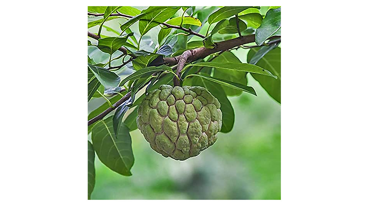 60 Pcs Sugar Apple Seeds for Planting Custard Apple, Annona squamosa ...