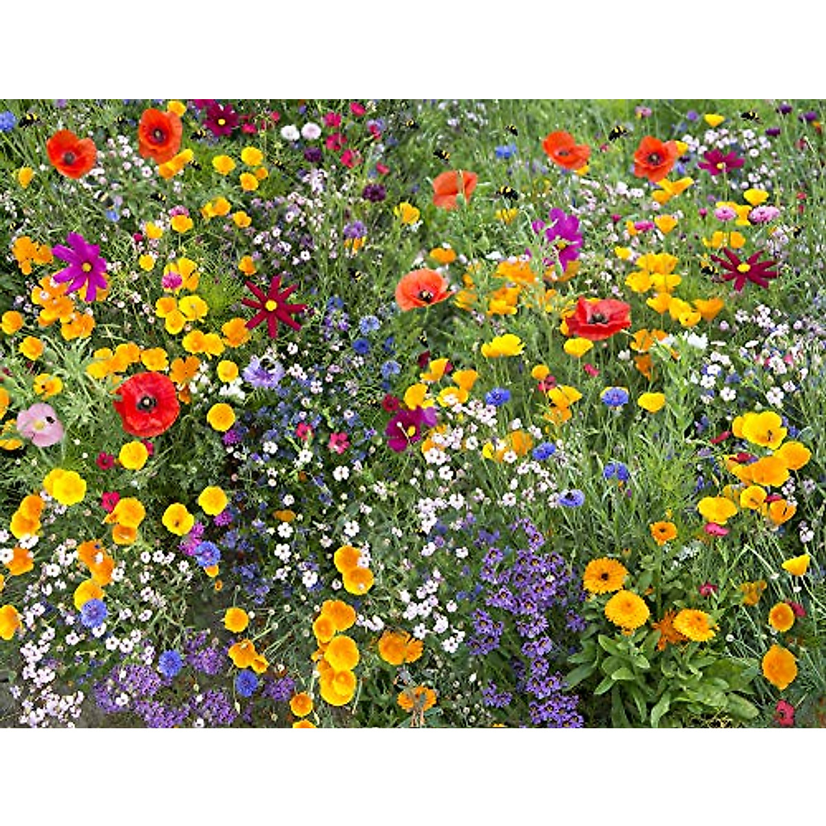 Birds, Bees, and Butterflies Mix Flower Seeds, 500+ Seeds Per Packet, Variety of Wildflowers! (Isla's Garden Seeds), Non GMO & Heirloom Seeds, Great Flower Mix for Home Garden Landscape