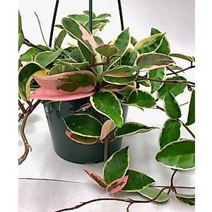 Tricolor Hoya Krimson Queen, Hoya Carnosa Variegata Tricolor Hoya Ships from CA (4" Pot)