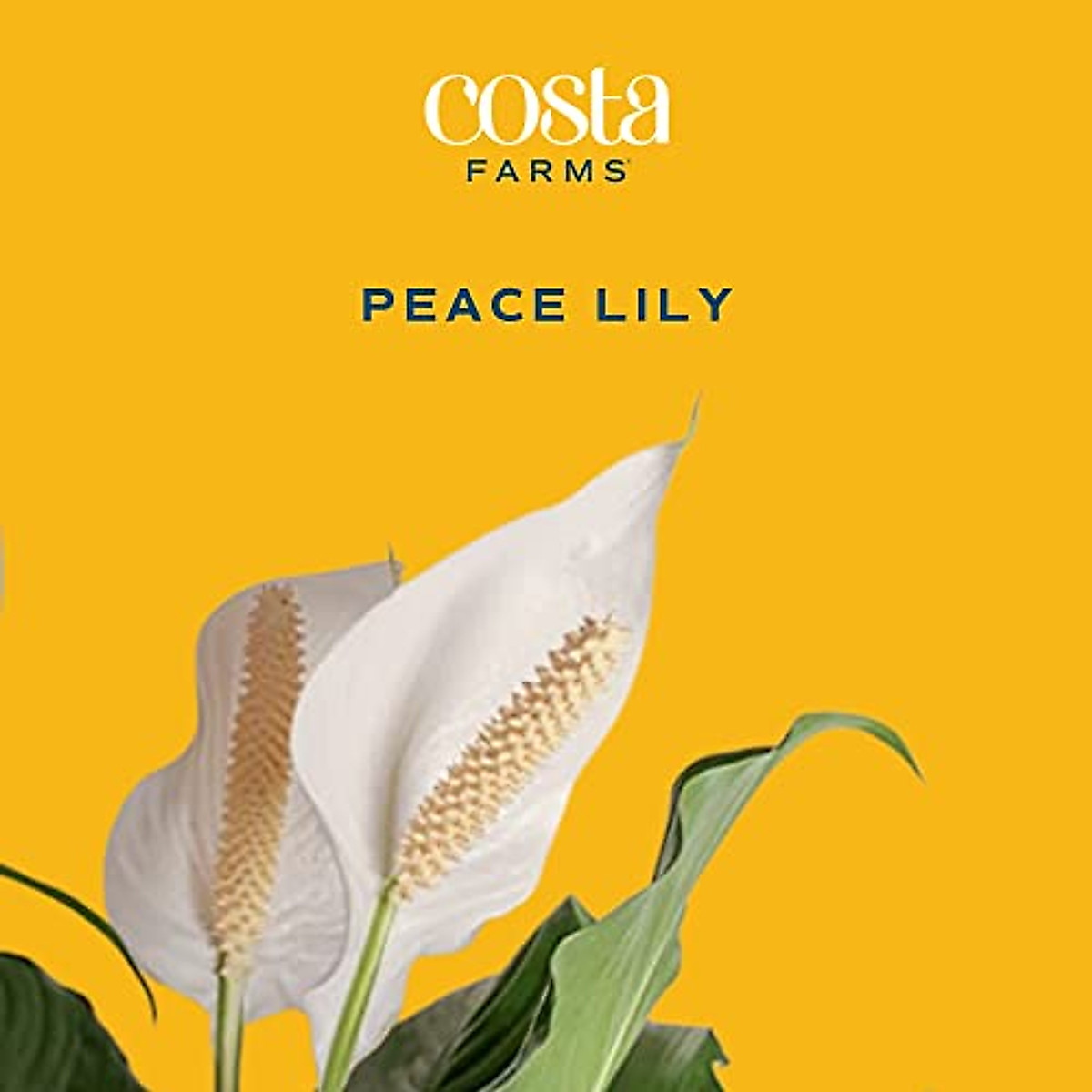 Costa Farms Peace Lily Live Plant, Indoor Houseplant with White Flowers, Room Air Purifier in Thinking of You Gift Wrap Planter, Potting Soil, Gift Idea for Mom, Dad, Family, Friends, 15-Inches Tall