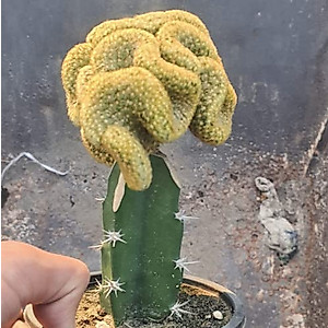 CHUXAY GARDEN Green Brain Cactus Seed,Stenocactus Multicostatus 10 Seeds Rare Succulents Plant Bloom Spring and Summer Great Houseplant Easy Care