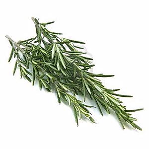 Rosemary, Herb Seed, Heirloom, 50+ Seeds, Healthy and Tasty HerbThe Germination Rate for Rosemary can be Low, Perhaps 30 to 50% so, Plant a Few More Seeds Than You Would Normally do.