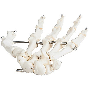 Axis Scientific Skeletal Hand | Left | Fully Articulated Flexible Hand Skeleton is Secured with Quality Wire to Demonstrate Movement | Includes Product Manual