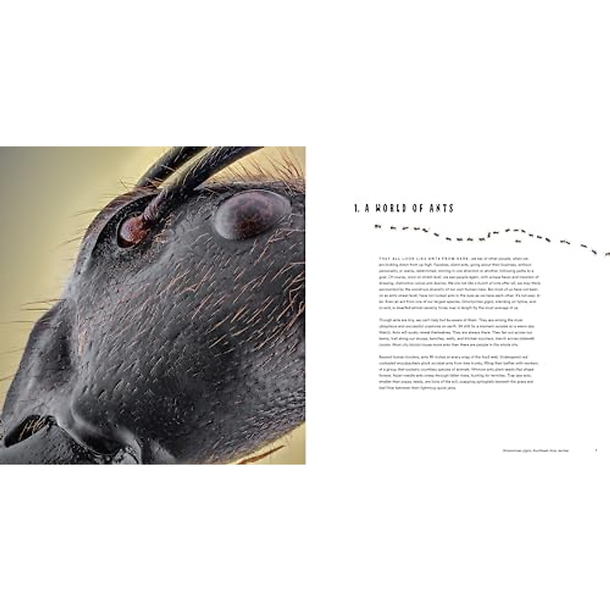 Ants: Workers of the World