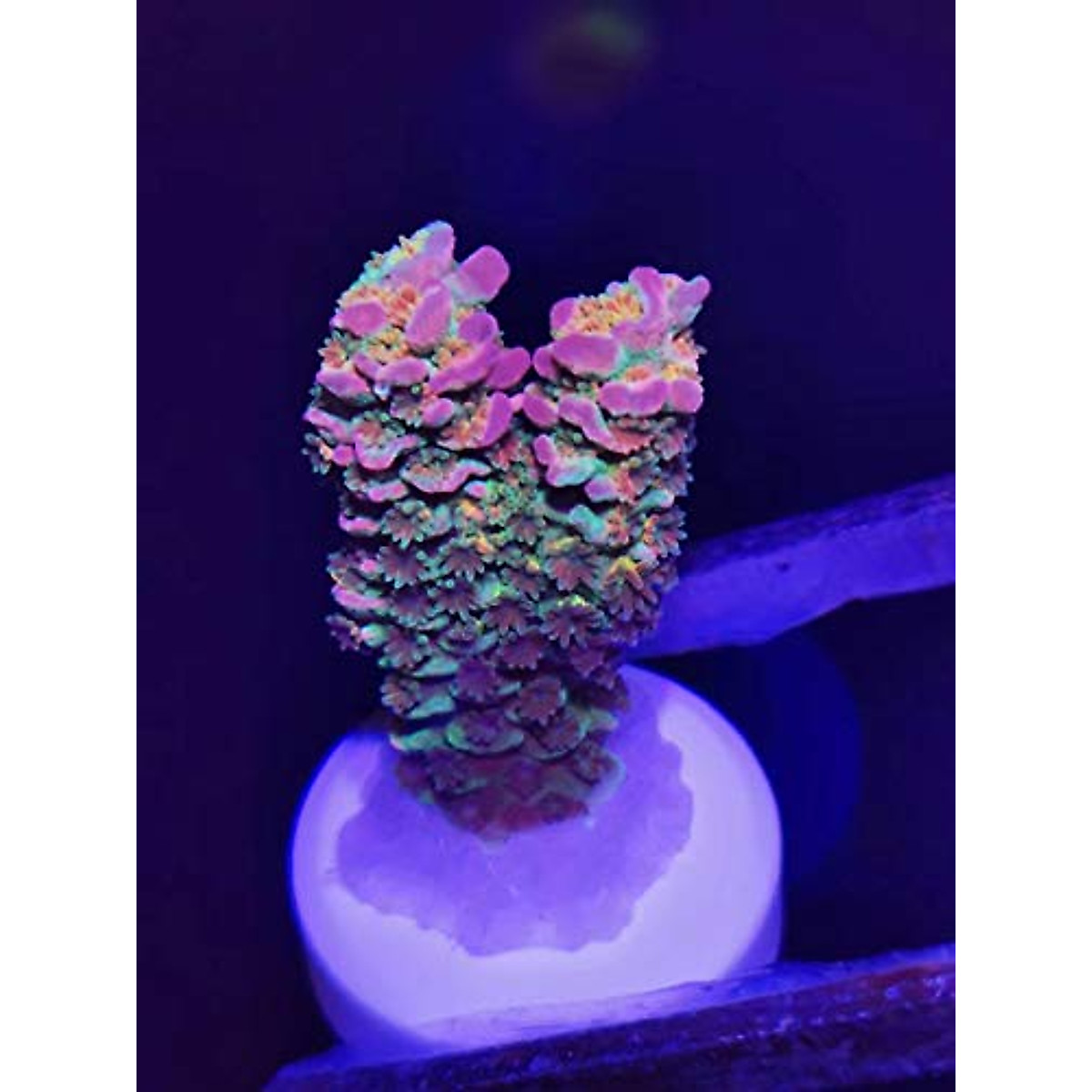 Aquarium Choice Ceramic Coralline Coral Frag Plugs 30 Pack