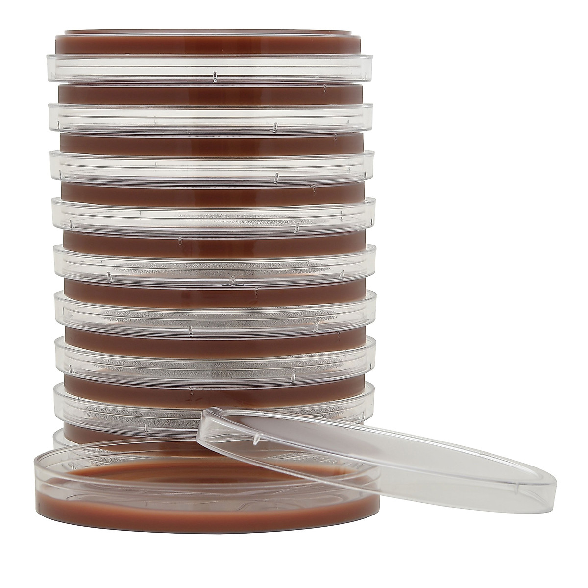 Chocolate Agar, (GC Agar Base with 1 Percent Bovine Hemoglobin and Koenzyme Supplements), for Fastidious Bacteria, 15x100mm Plate, Order by The Package of 10 Plates, by Hardy Diagnostics