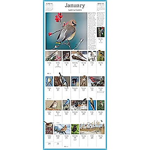 Audubon Songbirds and Other Backyard Birds Picture-A-Day Wall Calendar 2022: Your Daily Sighting of Songsters that Bring Color, Joy, and Sweet Melodies.