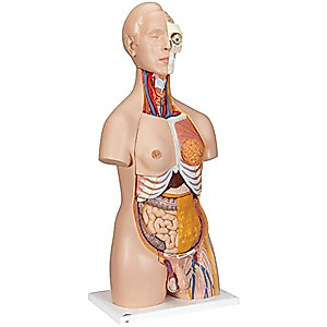 3B Scientific B32 Deluxe Dual-Sex Torso 20-part - 3B Smart Anatomy