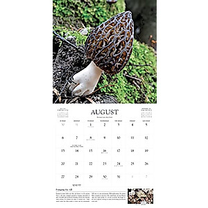 Fantastic Fungi Wall Calendar 2023: For Mycologists, Artists, Foodies, Ecologists, Doctors, and Explorers