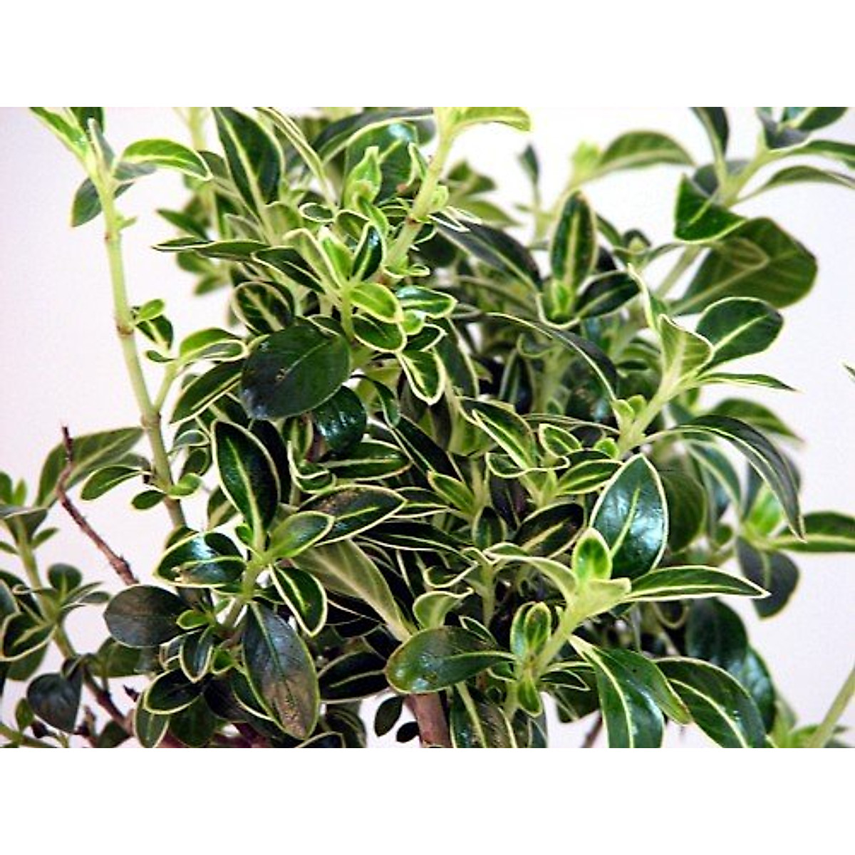 Japanese Serissa Bonsai Tree 4" Pot - Exposed Roots