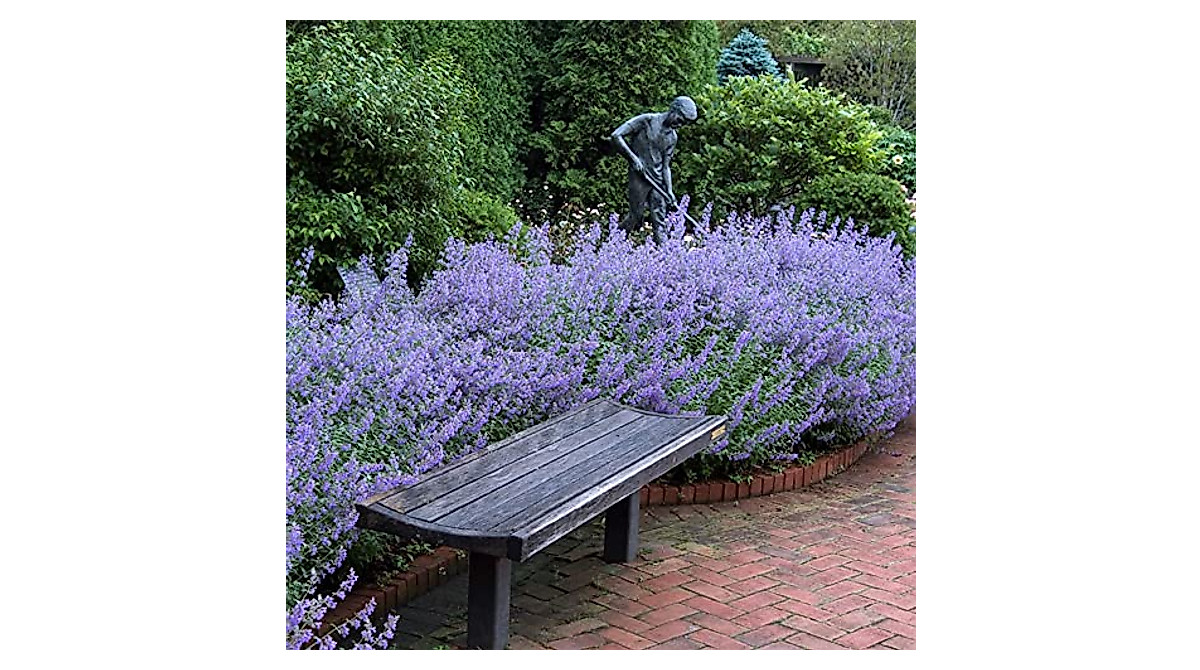 Buy Catmint Seeds - Blue Wonder Perennial for Gardens