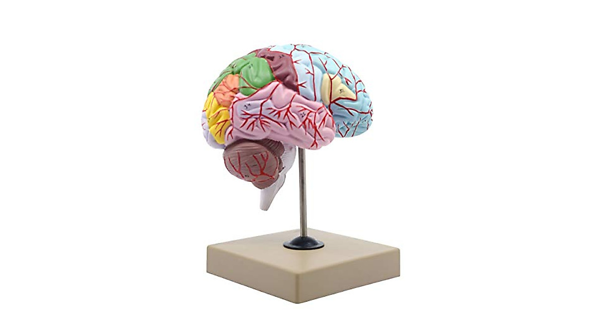 Color-Coded Functional Human Brain Model - Eisco Labs